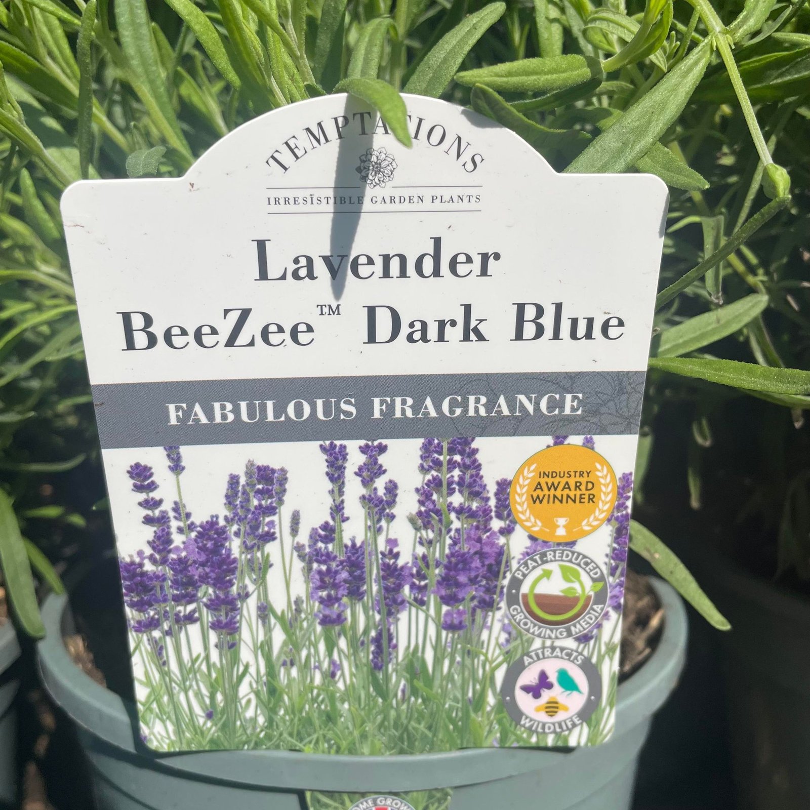 Lavender BeeZee Pink 2trl pot - Eden Park Garden Centre