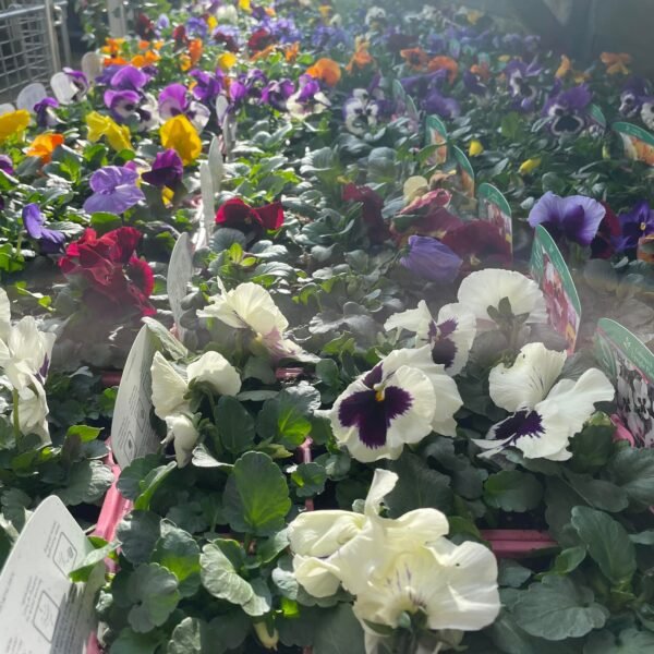 Pansy Mixed Colours 6 Pack - Eden Park Garden Centre